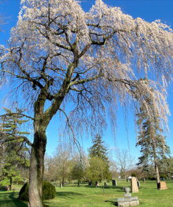 Welcome to Ferncliff Cemetery & Arboretum | Springfield, Ohio